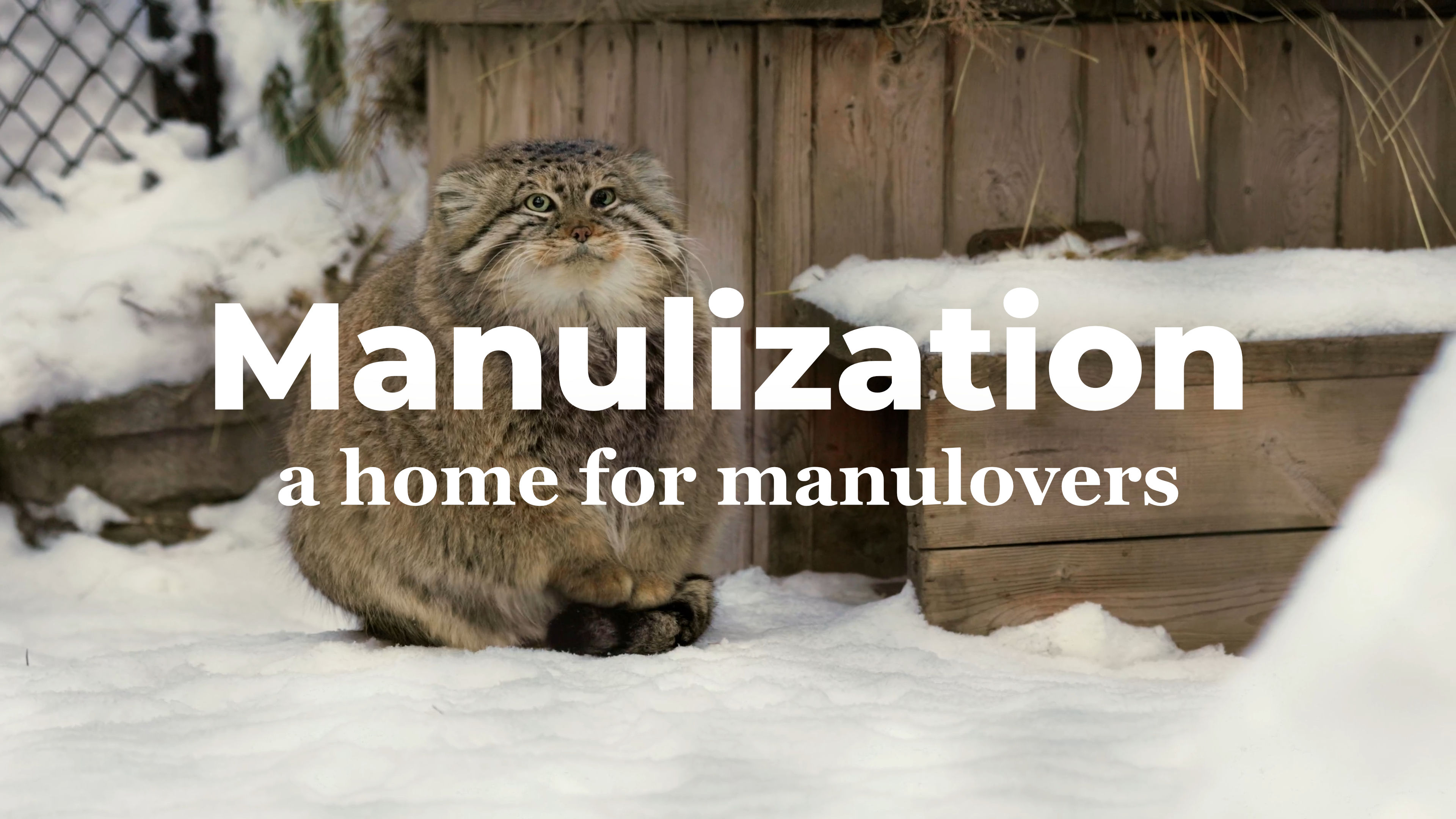 Pallas's cat camera trap monitoring network • Manulization