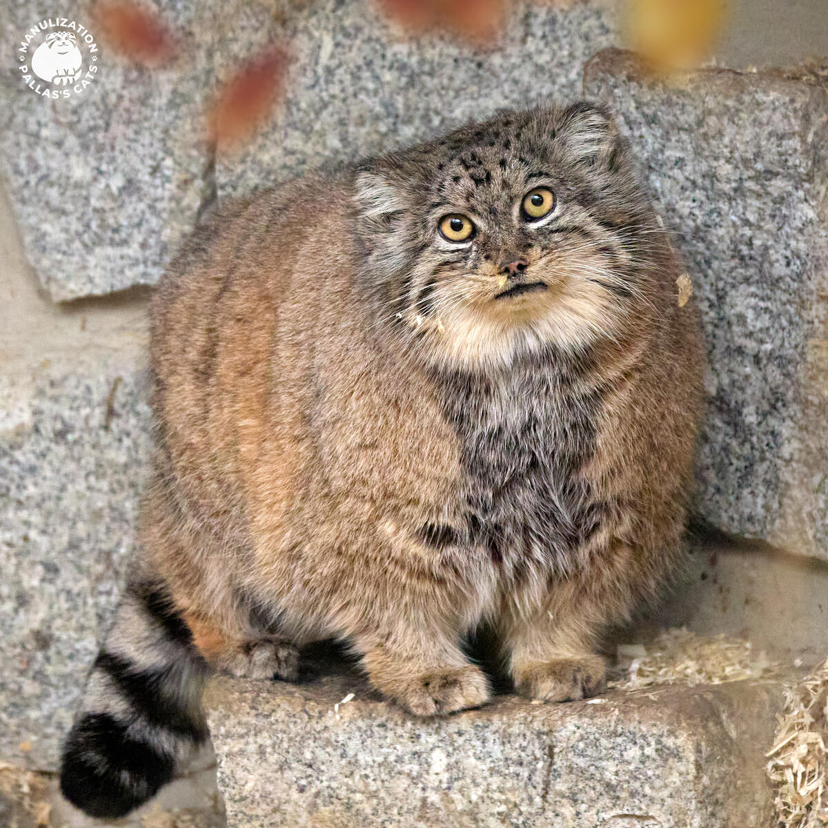 Pema the Pallas's cat • Manulization