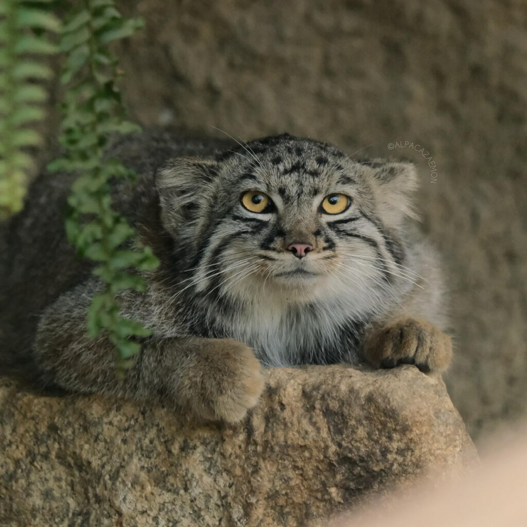 A photograph of Teru in Kobe Animal Kingdom • Manulization - Pallas’s Cats