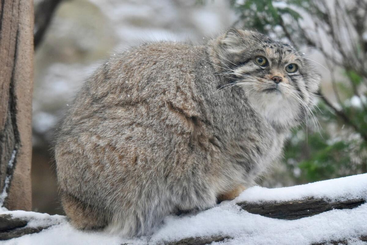 A photograph of Lev in Nasu Animal Kingdom • Manulization