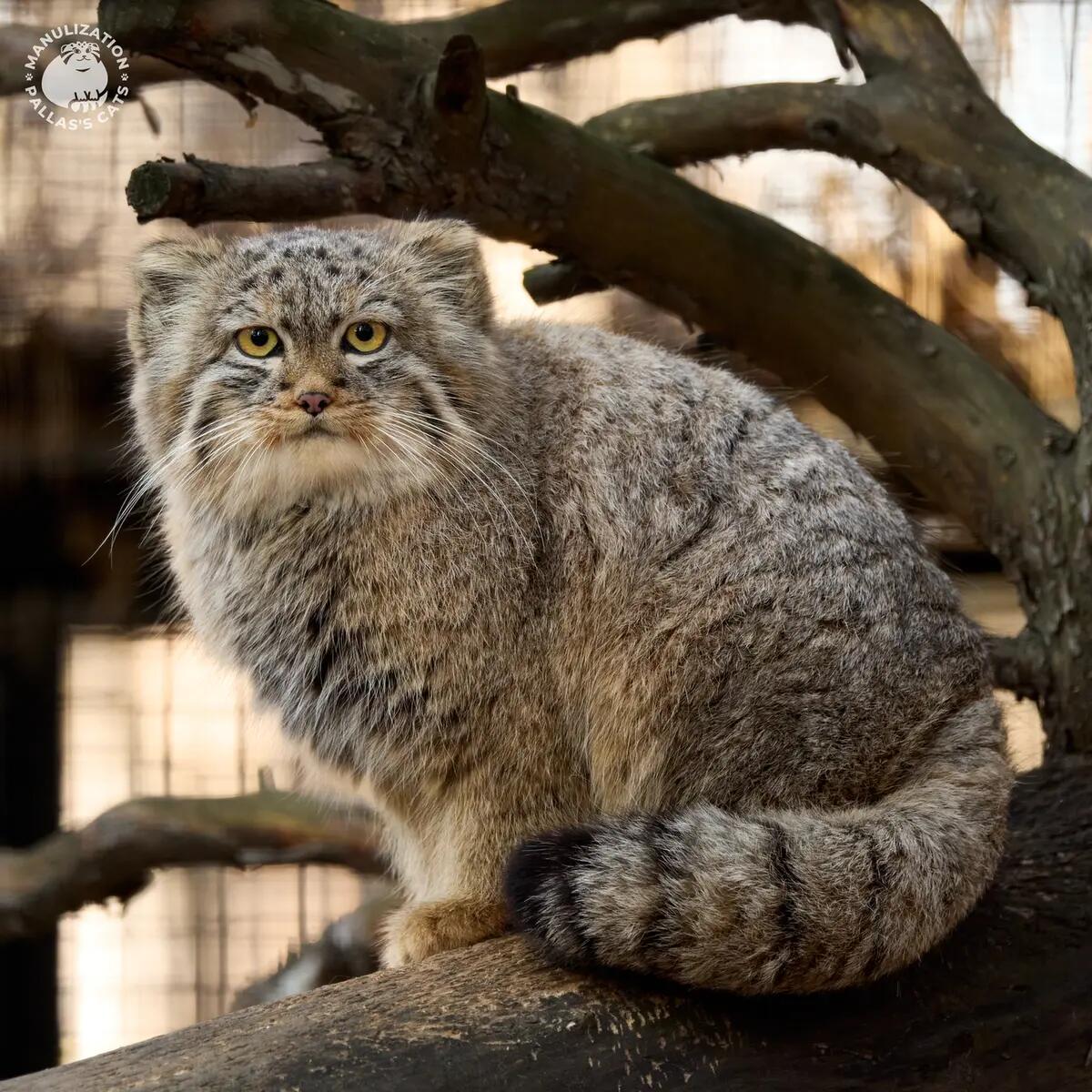 Name question about Daughter of Lolo 2024 Ⅴ the Pallas's cat ...