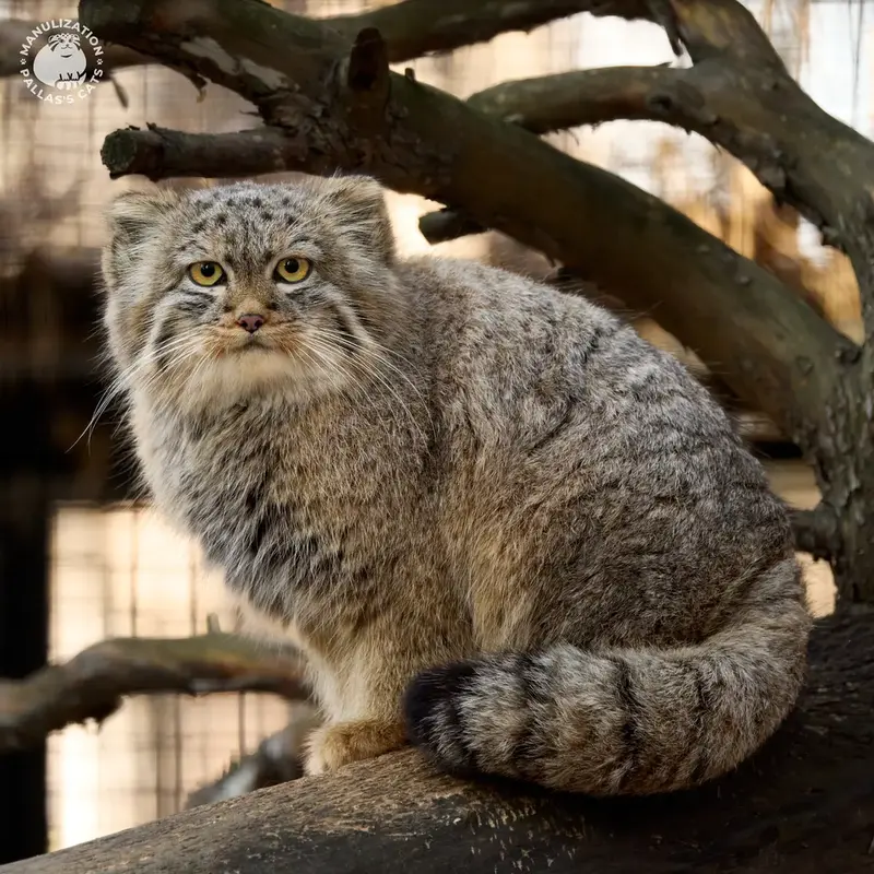 Name question about Daughter of Lolo 2024 Ⅴ the Pallas's cat ...