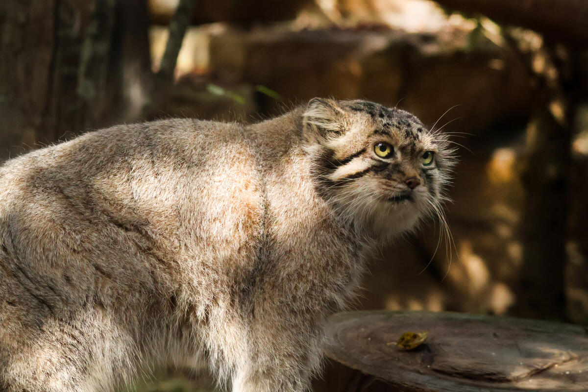 A photograph of Lev in Nasu Animal Kingdom • Manulization - Pallas’s Cats