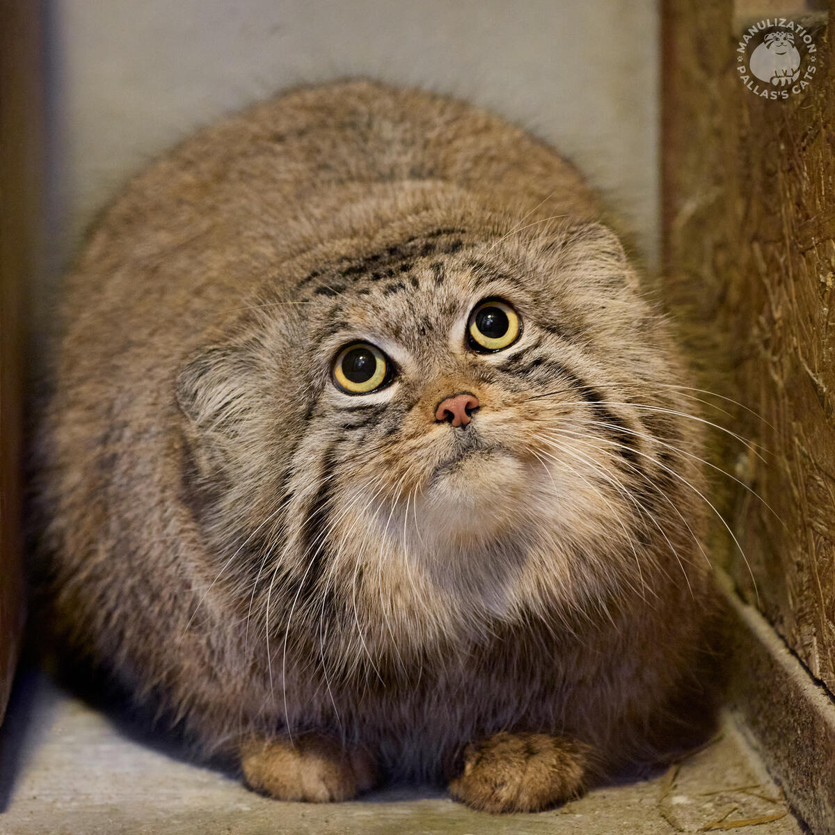 Pluton the Pallas's cat • Manulization