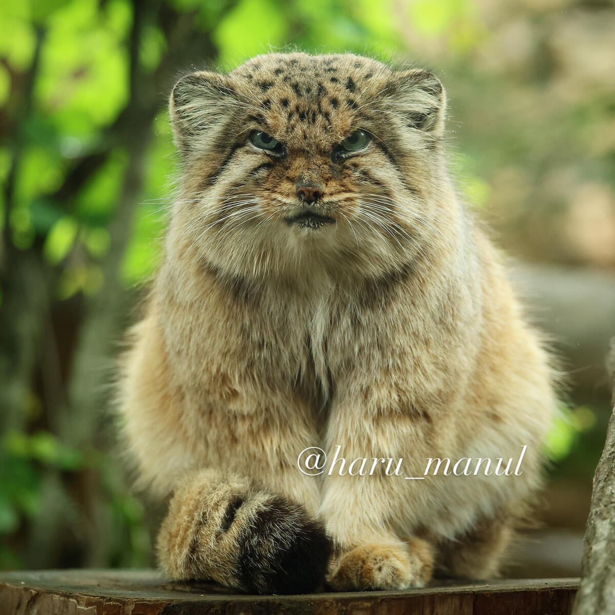 Photos of Bor the Pallas's cat • Manulization