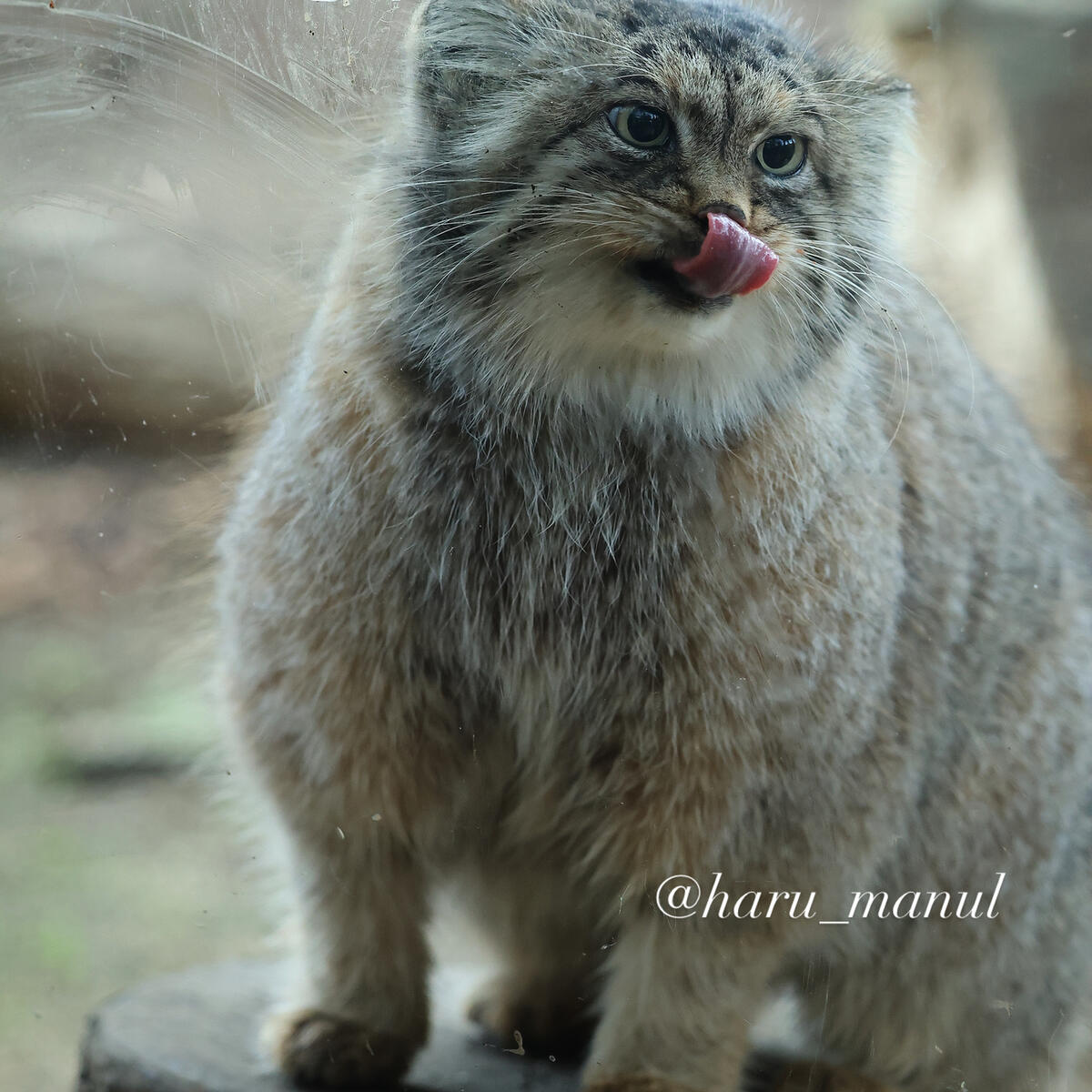 A photograph of Polly in Nasu Animal Kingdom • Manulization
