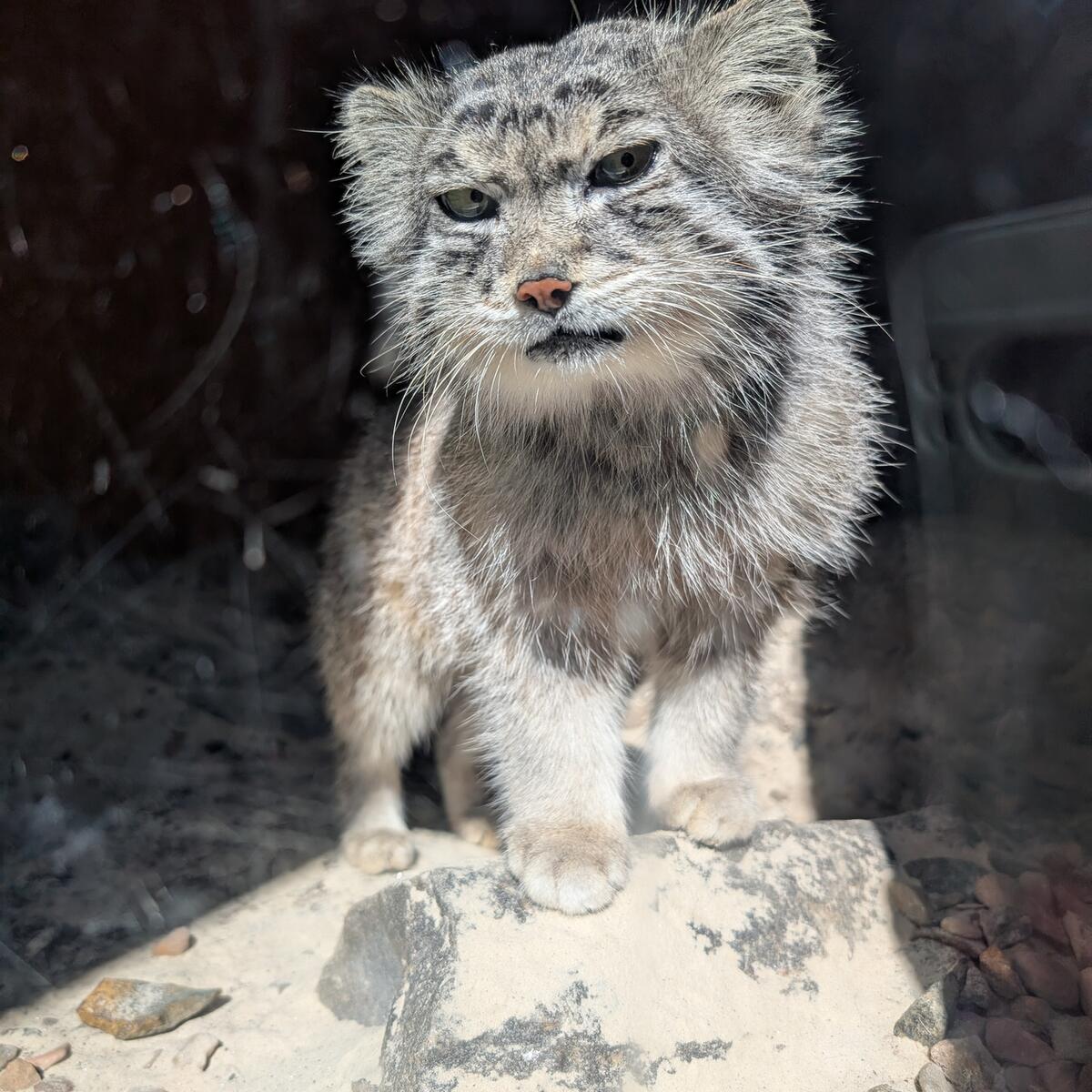 Akiko spring pilgrimage 🏴󠁧󠁢󠁳󠁣󠁴󠁿🐾 • Manulization - Pallas’s Cats