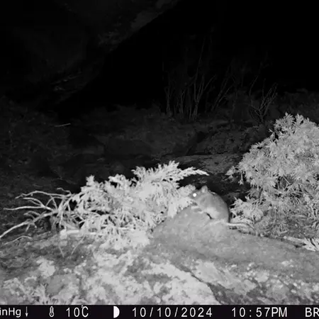 Photos and videos from Shubaraigyr camera trap in Kazakhstan • Manulization