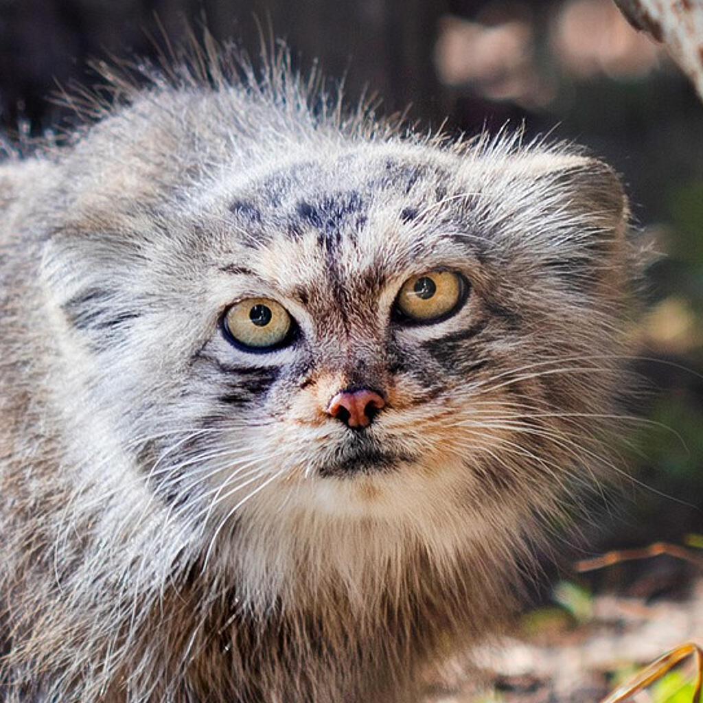 Melissa the Pallas's cat • Manulization - Pallas’s Cats