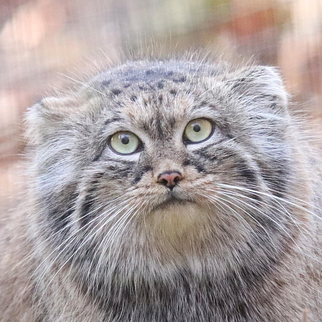 Ula the Pallas's cat • Manulization - Pallas’s Cats