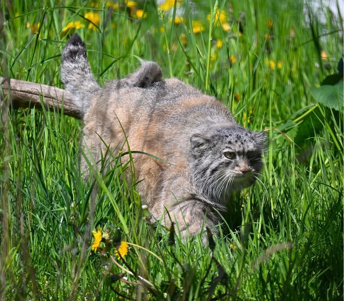 I wonder why Mimi's fur looks like this • Manulization - Pallas’s Cats