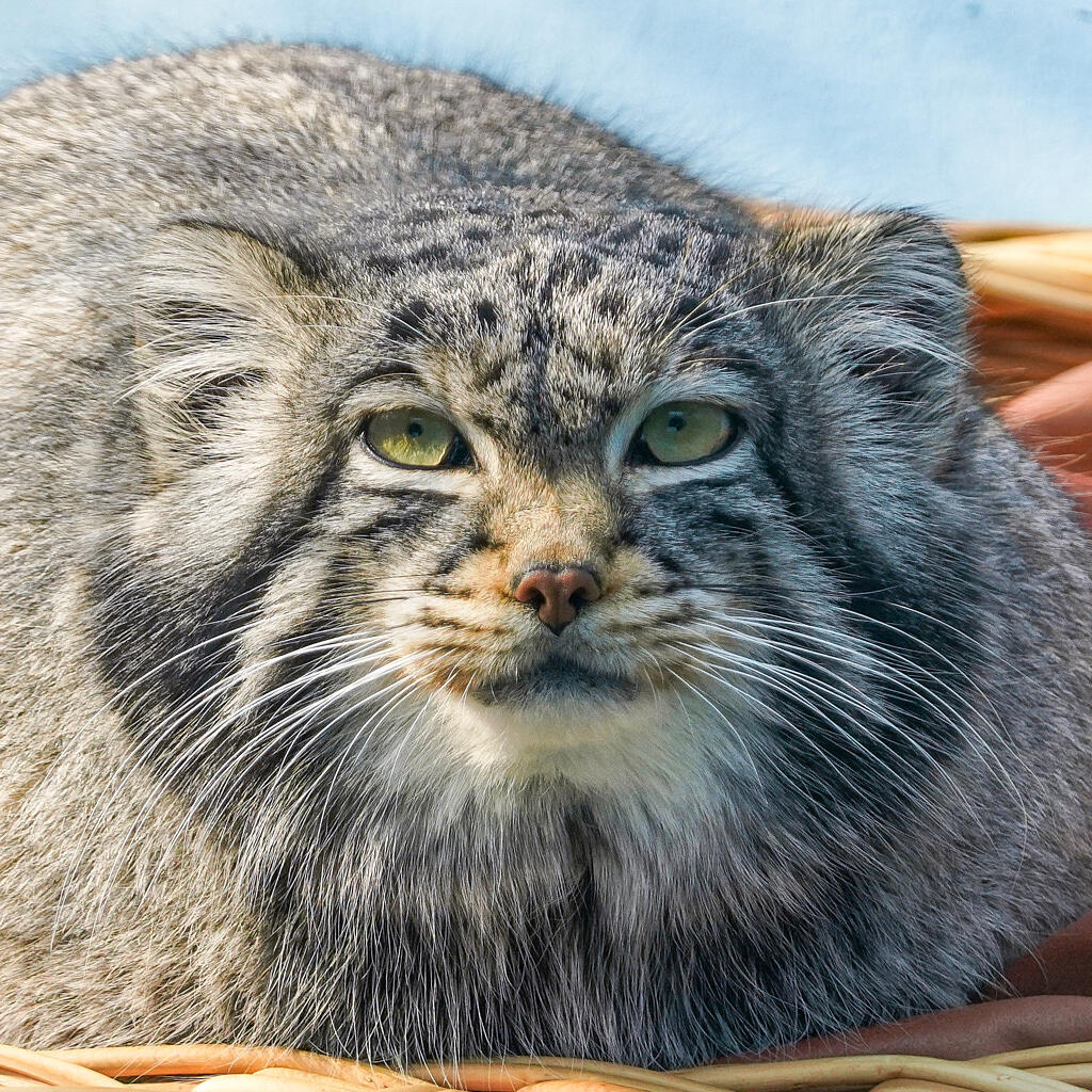 Sun Sanlang the Pallas's cat • Manulization