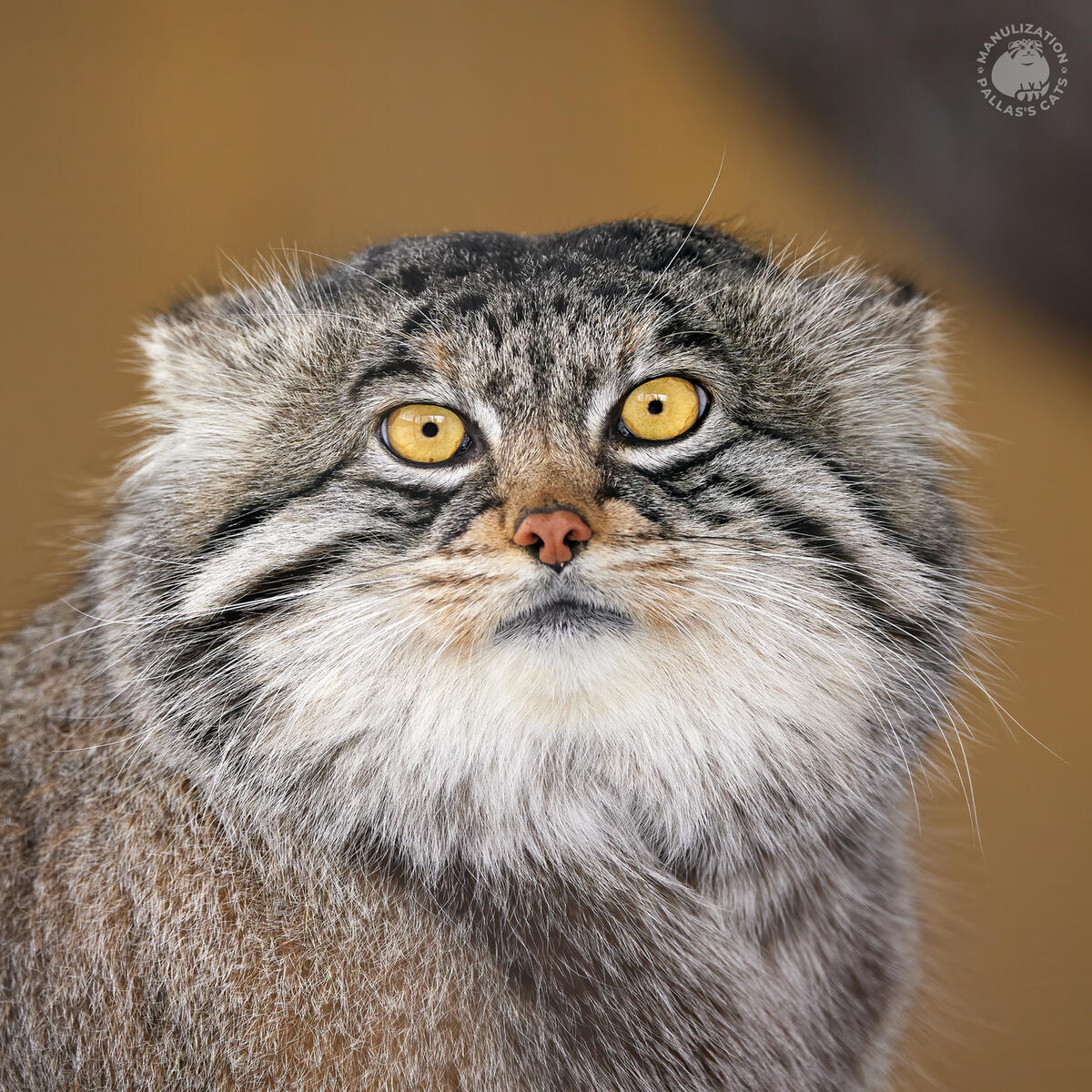 A photograph of Grusha in Asahiyama Zoo • Manulization - Pallas’s Cats