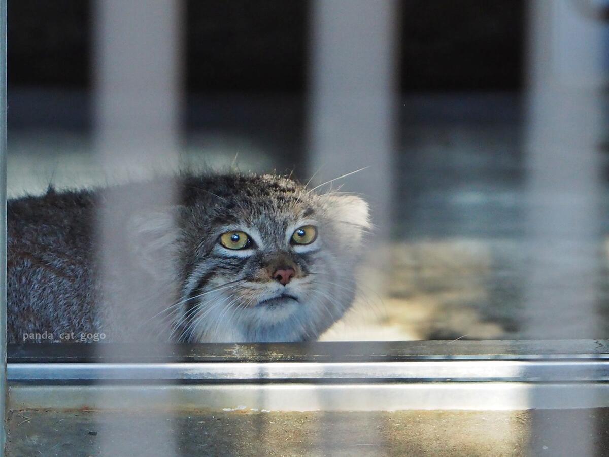 panda_cat_gogo • Manulization