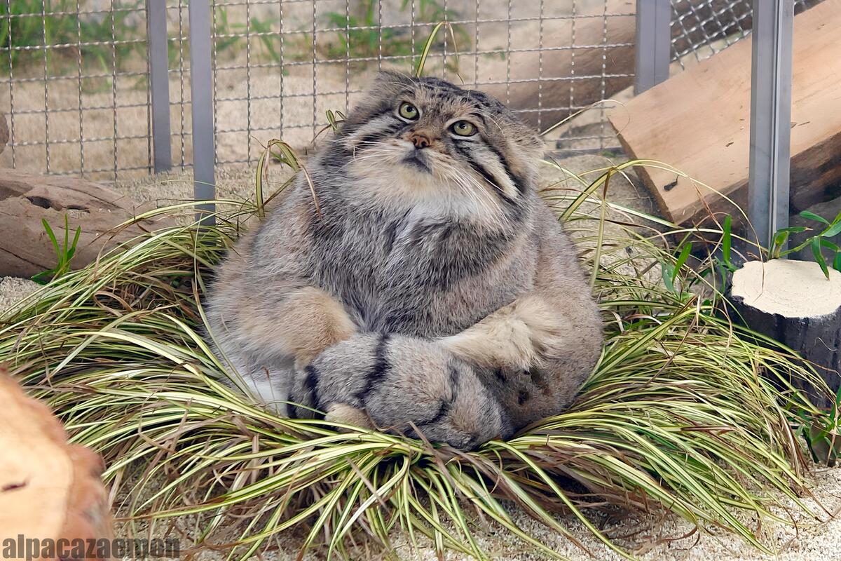 A photograph of Lev in Kobe Animal Kingdom • Manulization - Pallas’s Cats