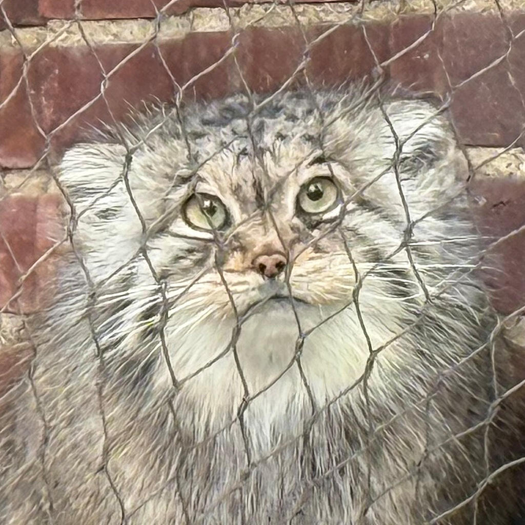 Sarnai the Pallas's cat • Manulization