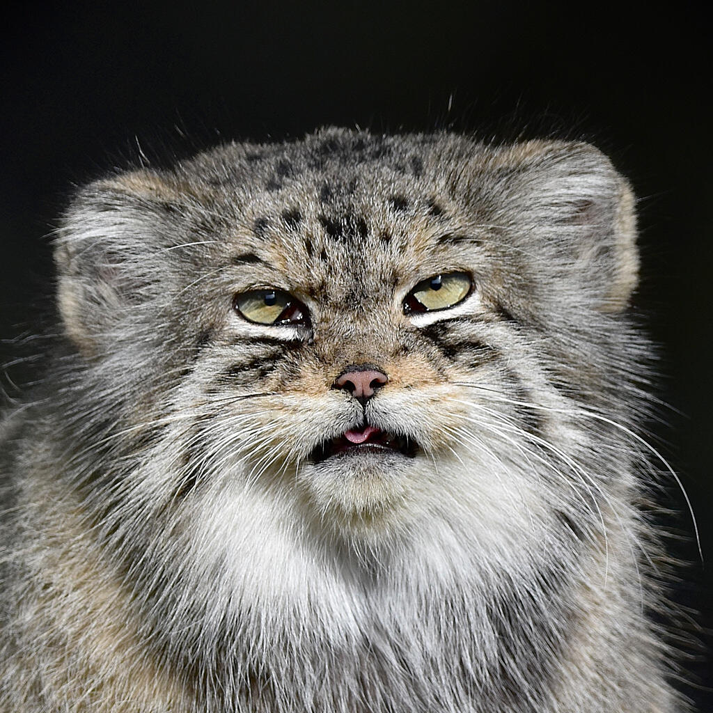 Jochi the Pallas's cat • Manulization - Pallas’s Cats