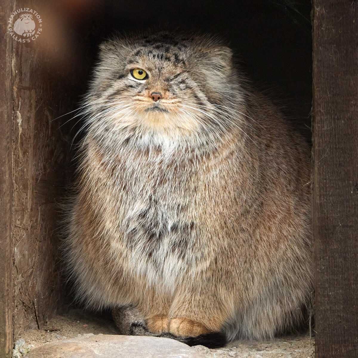 Bozenka the Pallas's cat • Manulization