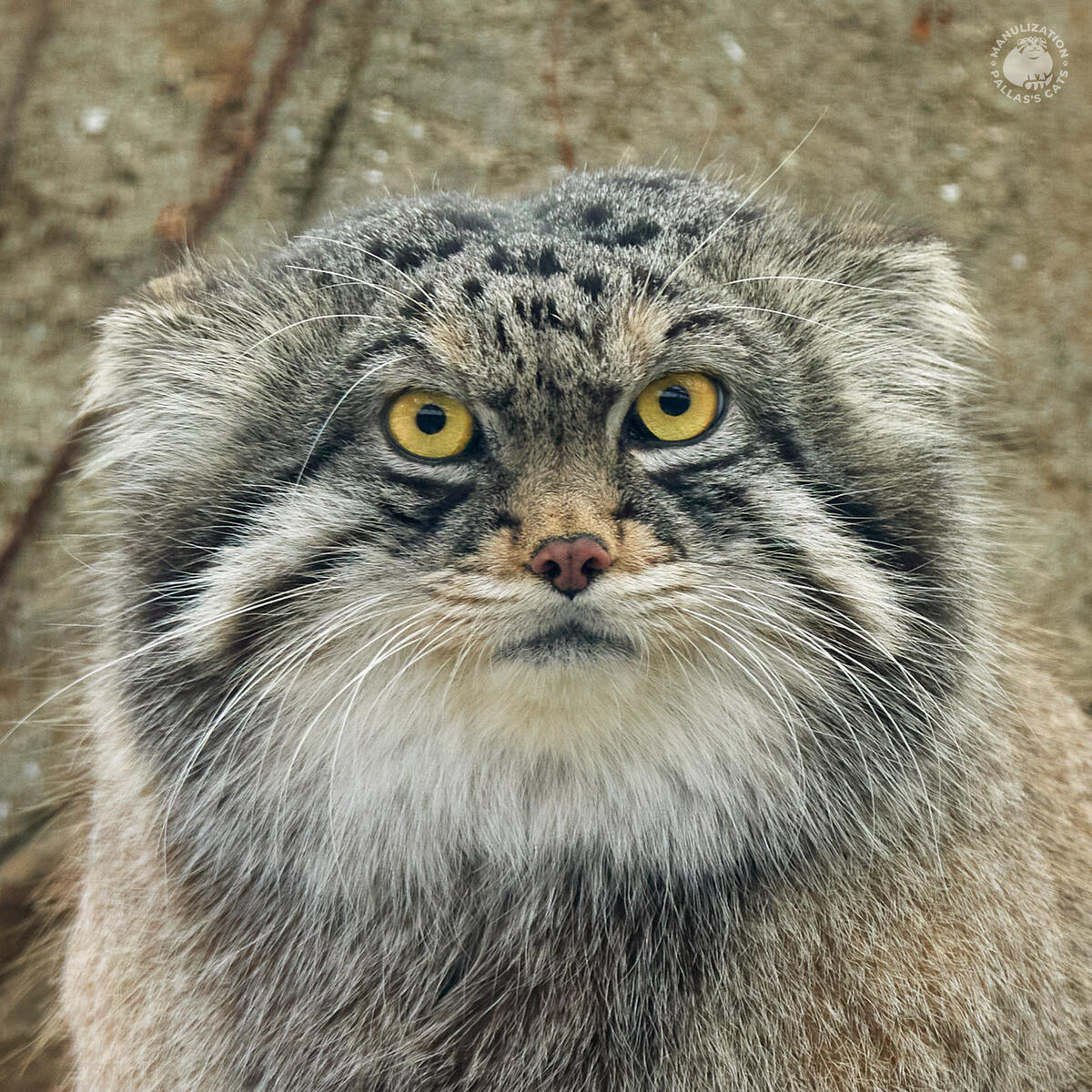 Iris the Pallas's cat • Manulization - Pallas’s Cats
