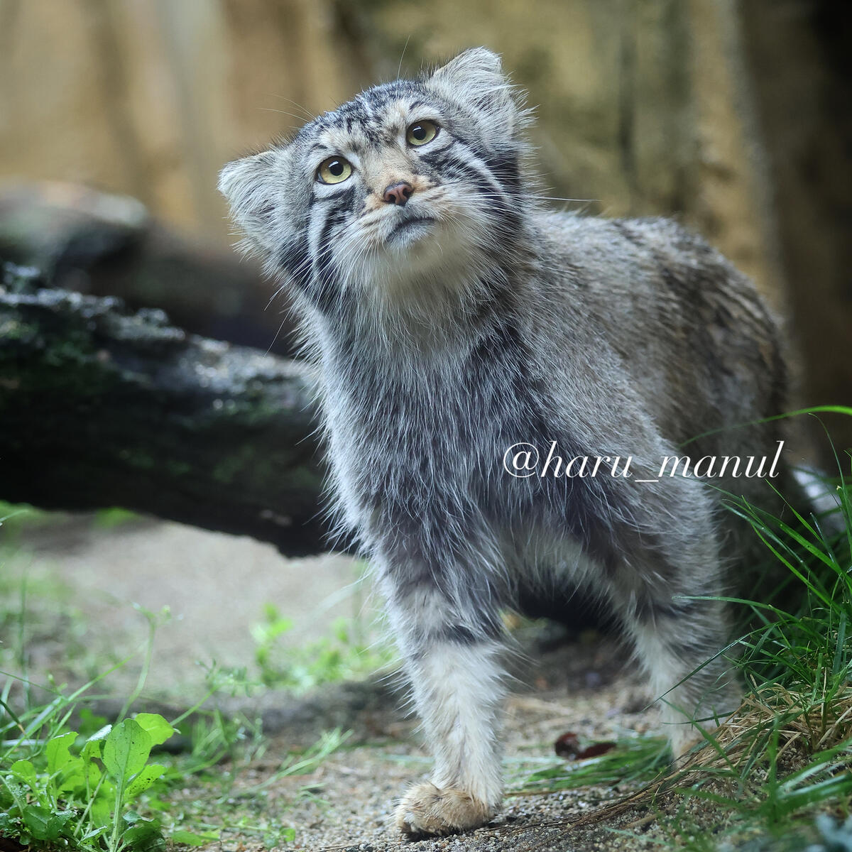 A photograph of Nagomu in Nasu Animal Kingdom • Manulization - Pallas’s ...