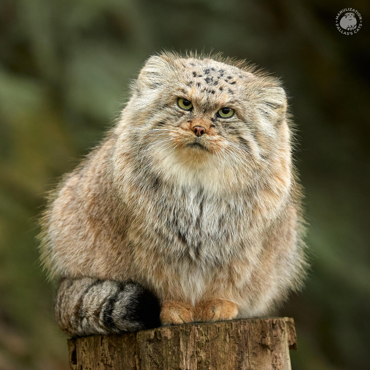 Thomas O'Malley the Pallas's cat • Manulization