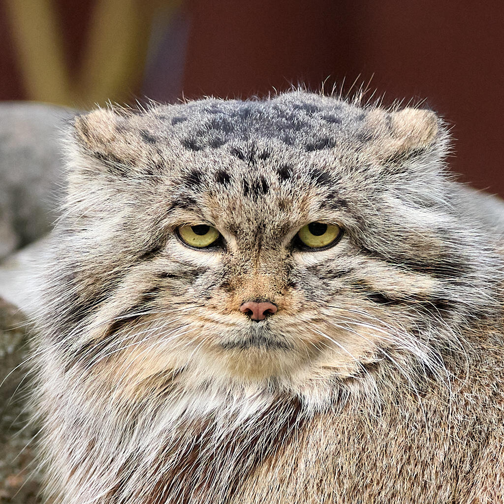 Mania the Pallas's cat • Manulization - Pallas’s Cats