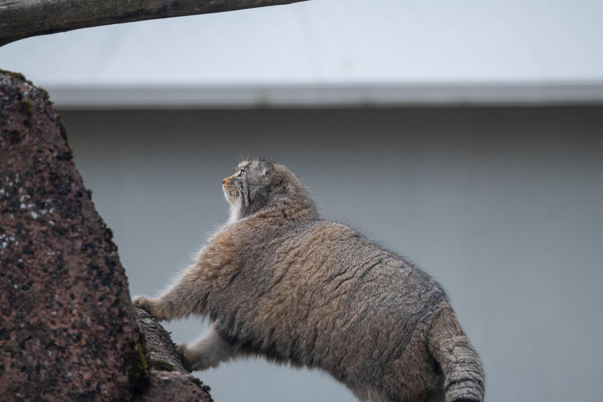 A photograph of Mimi in Korkeasaari Zoo • Manulization