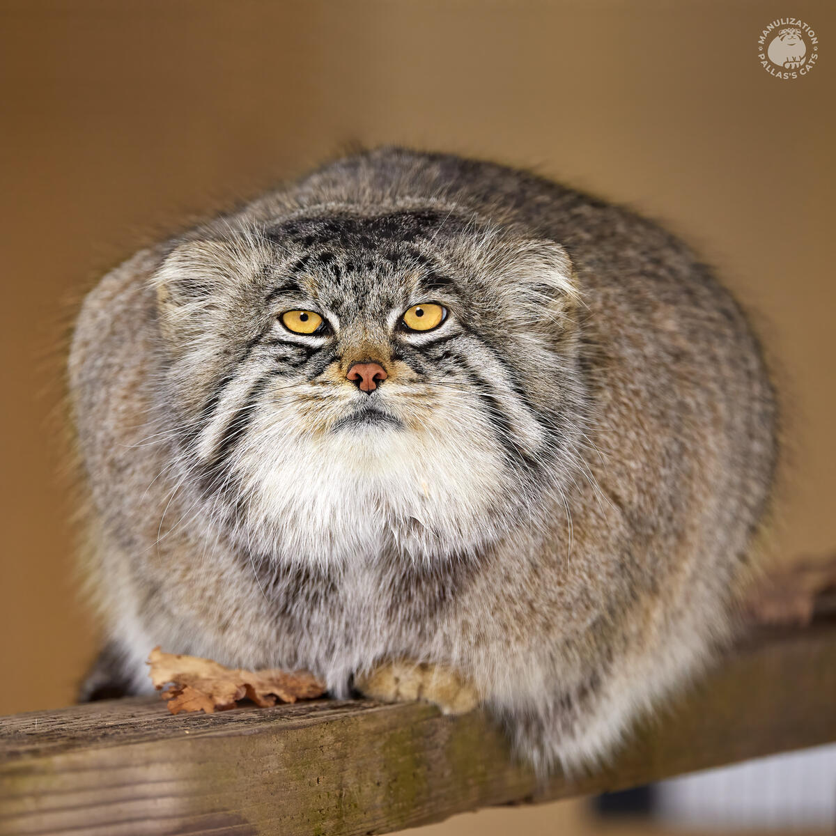 Grusha the Pallas's cat • Manulization
