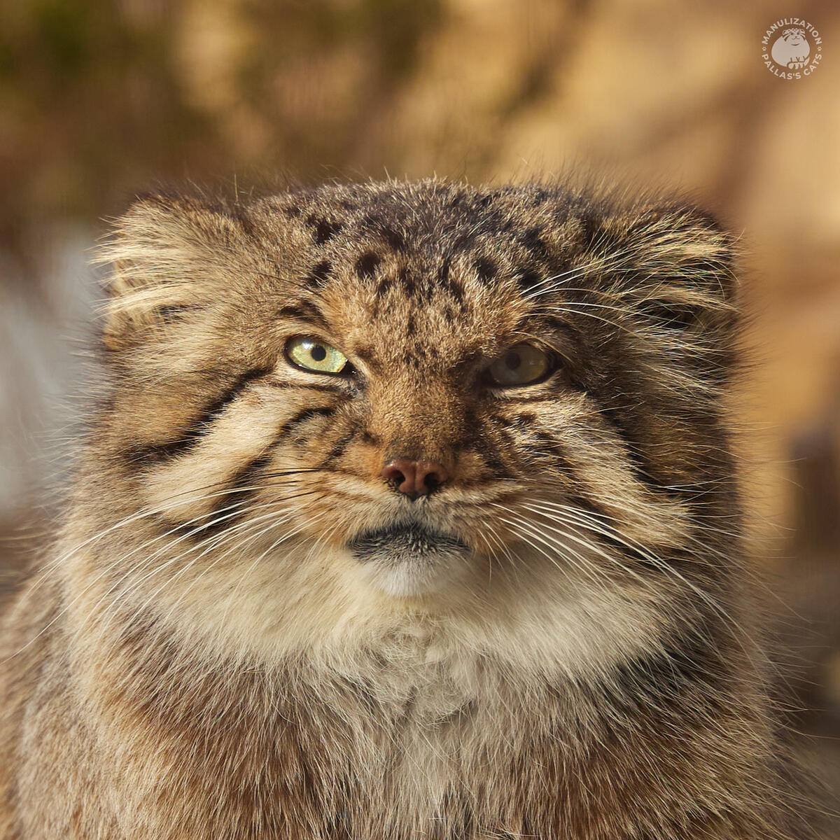 A photograph of Bor in Nasu Animal Kingdom • Manulization