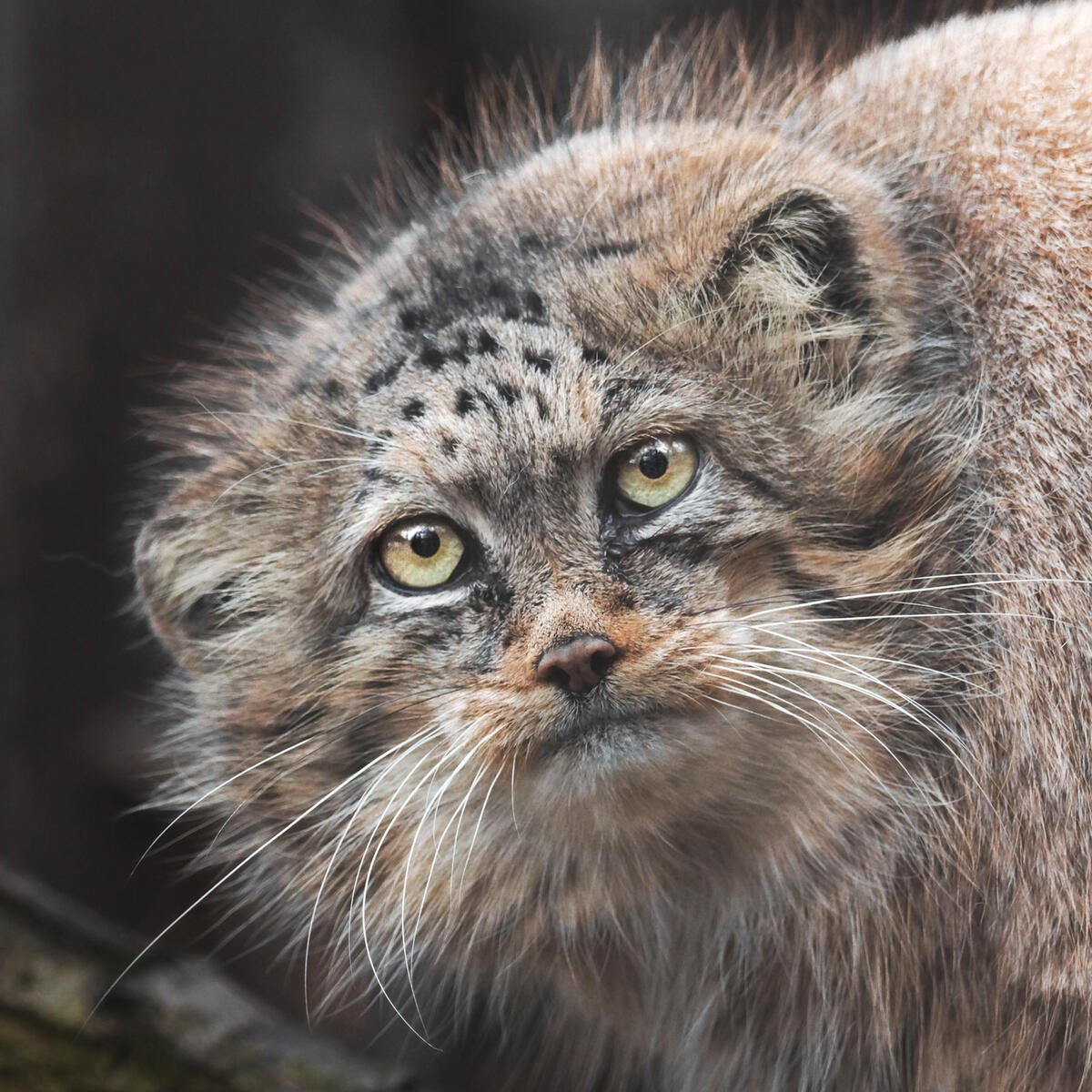 Rosa the Pallas's cat • Manulization