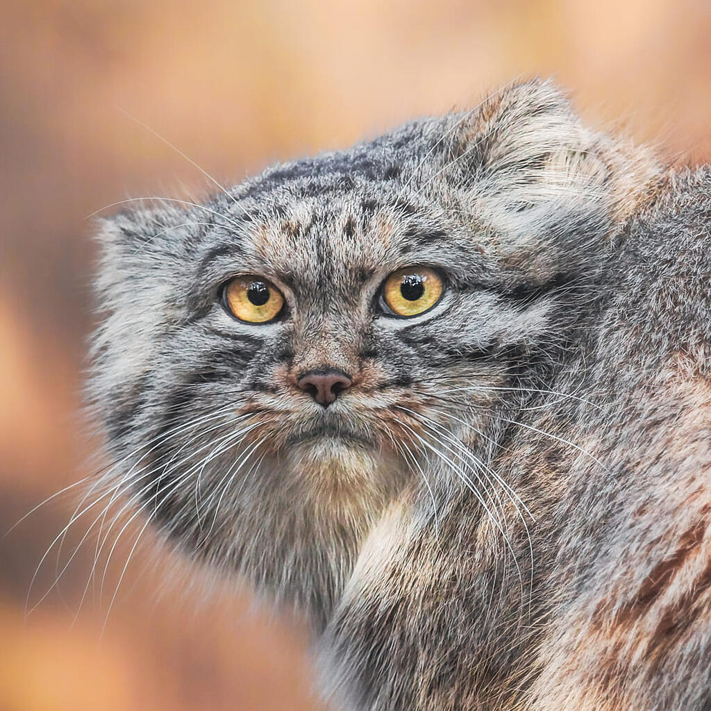 Kubi the Pallas's cat • Manulization