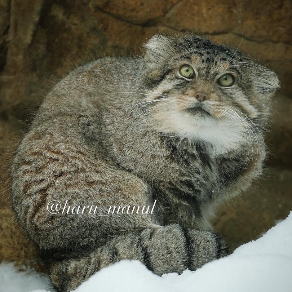 A photograph of Lev in Nasu Animal Kingdom • Manulization