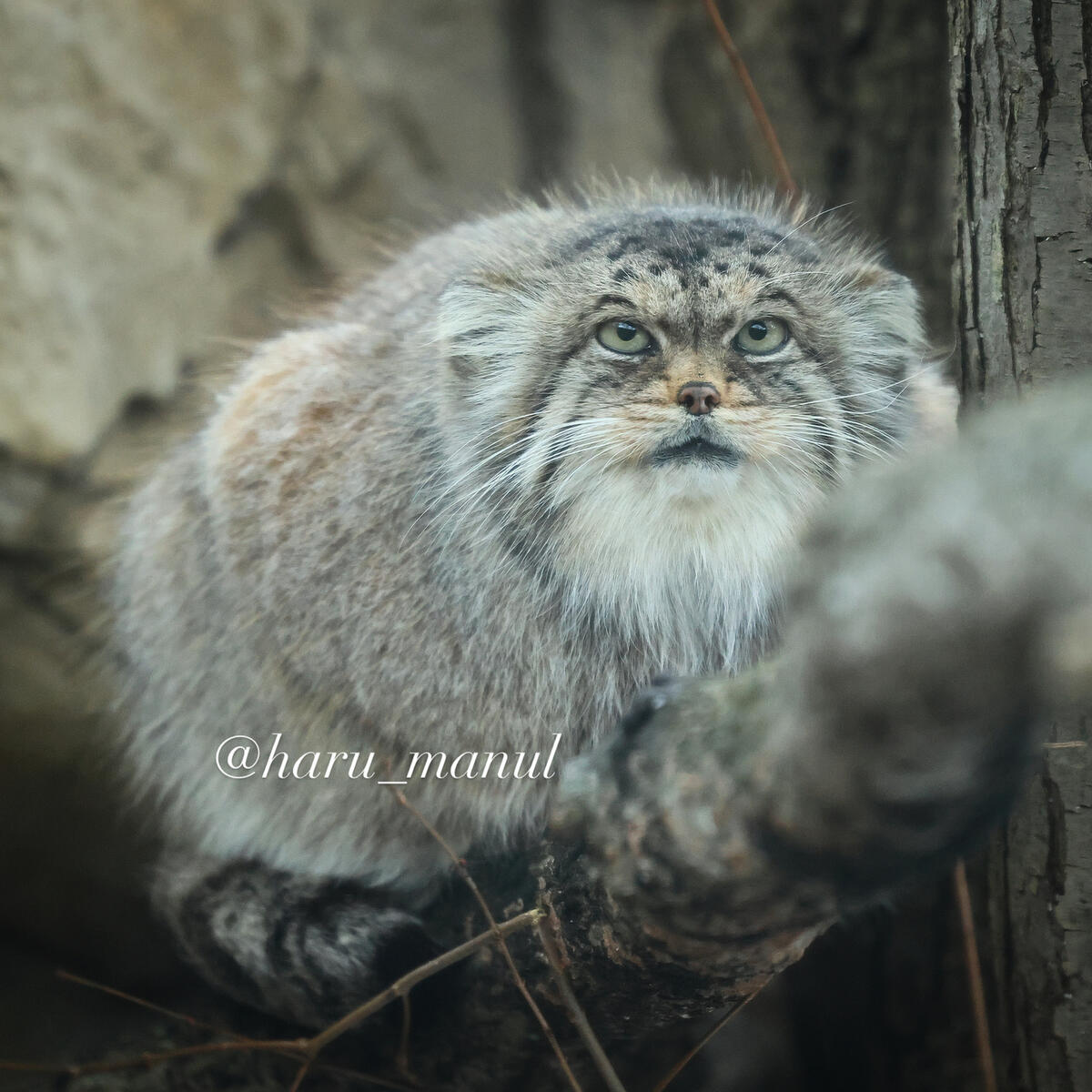 A photograph of Polly in Nasu Animal Kingdom • Manulization - Pallas’s Cats