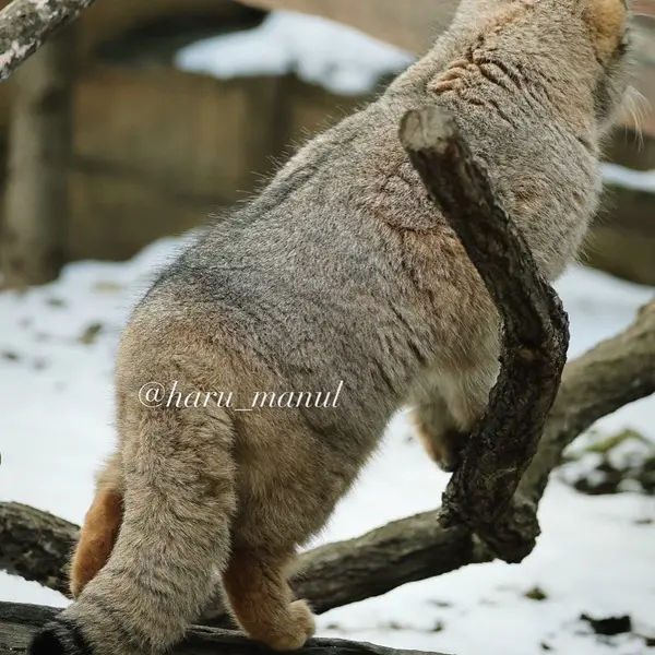 Bor the Pallas's cat • Manulization