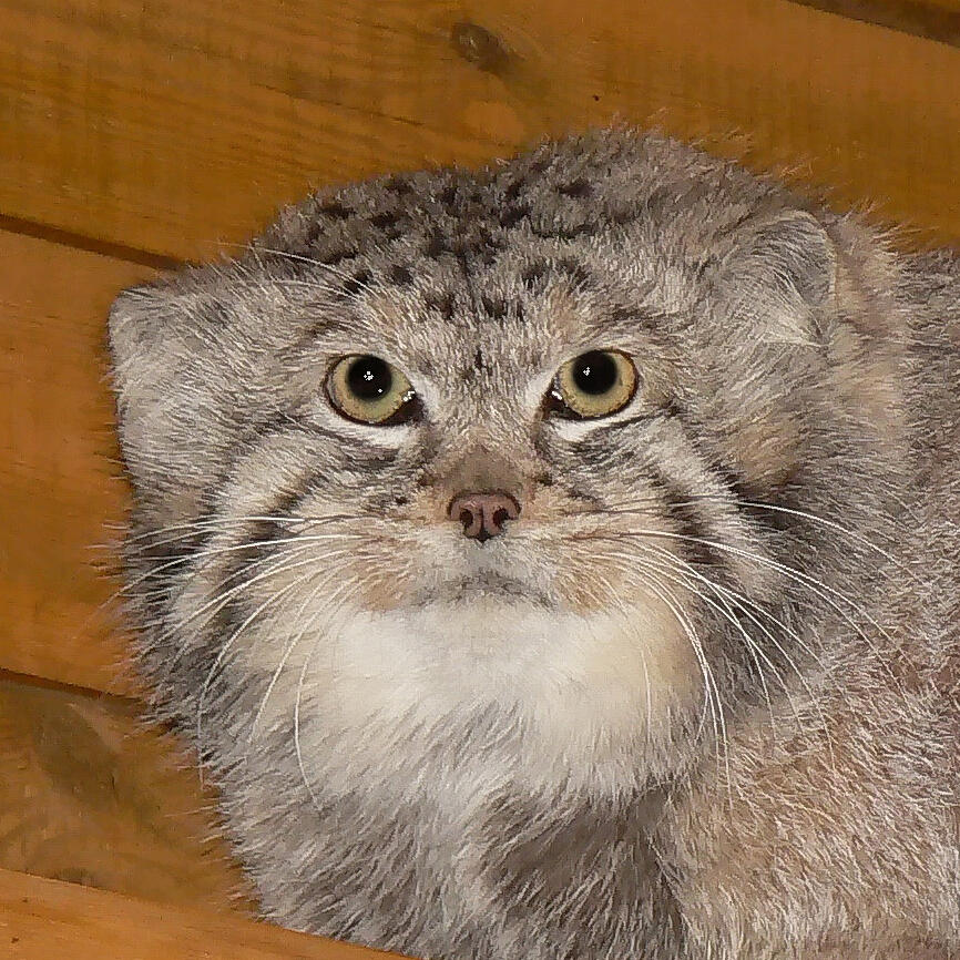 Cesar the Pallas's cat • Manulization