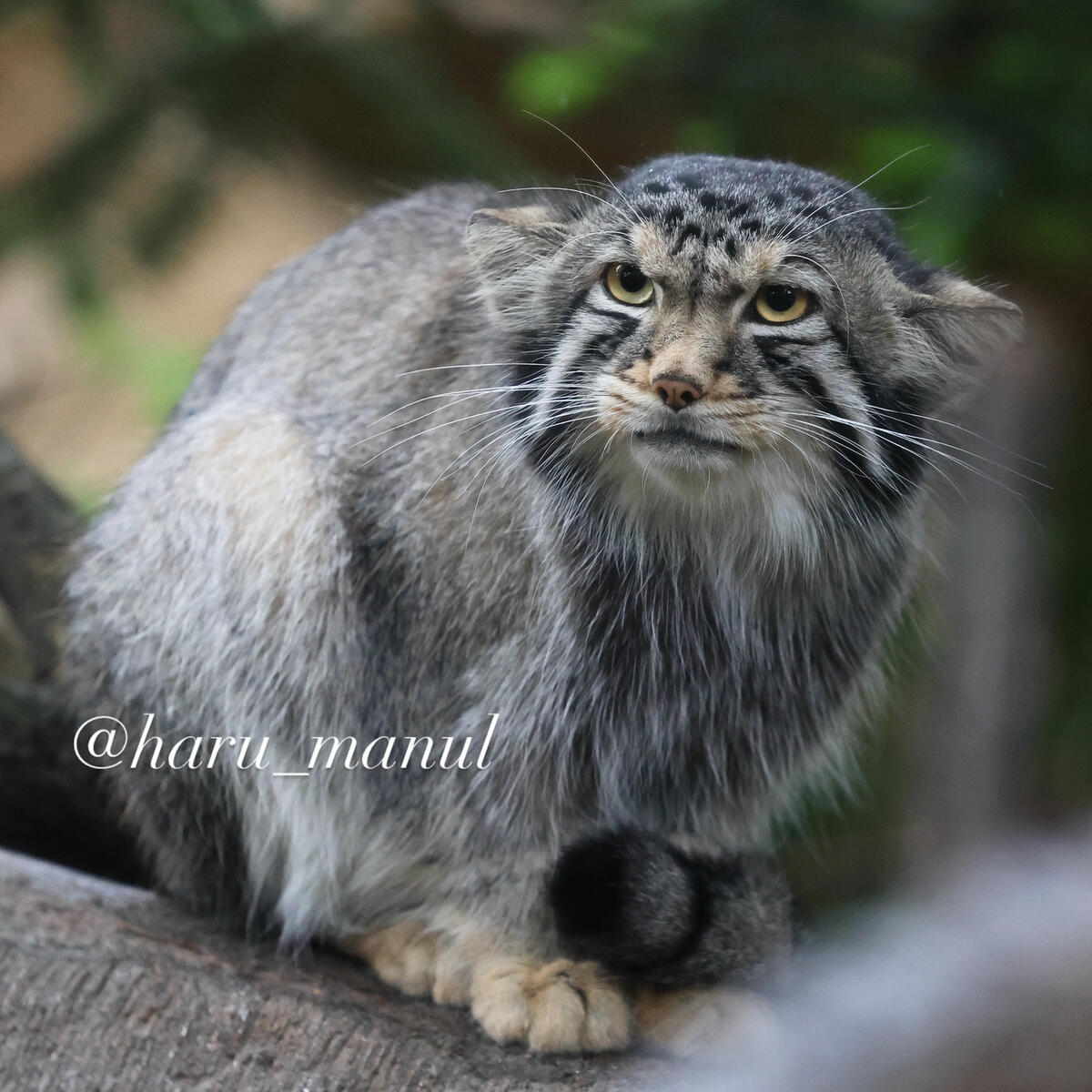 A photograph of Nagomu in Nasu Animal Kingdom • Manulization
