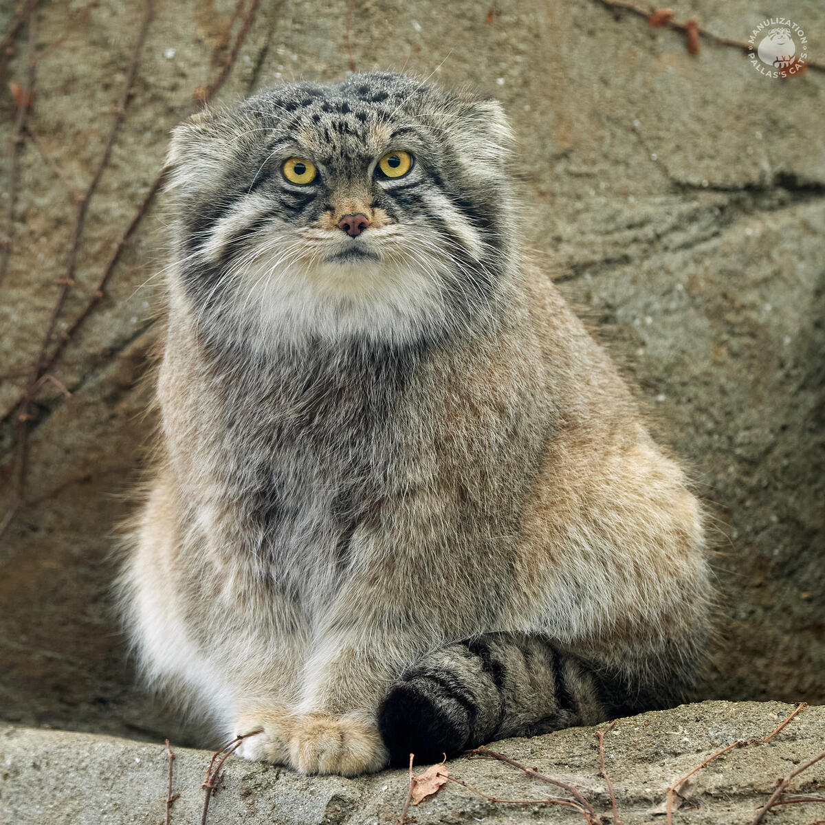 Iris the Pallas's cat • Manulization
