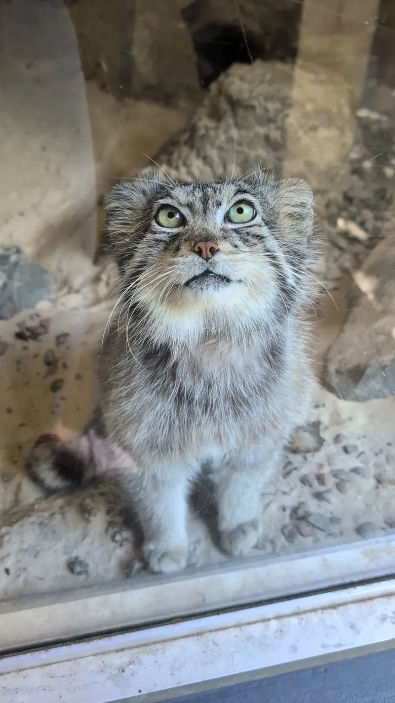 Akiko spring pilgrimage 🏴󠁧󠁢󠁳󠁣󠁴󠁿🐾 • Manulization - Pallas’s Cats
