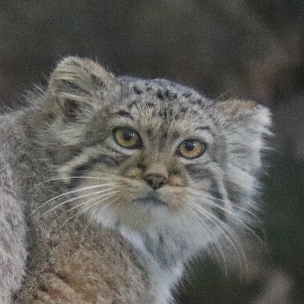 Toulouse the Pallas's cat • Manulization - Pallas’s Cats