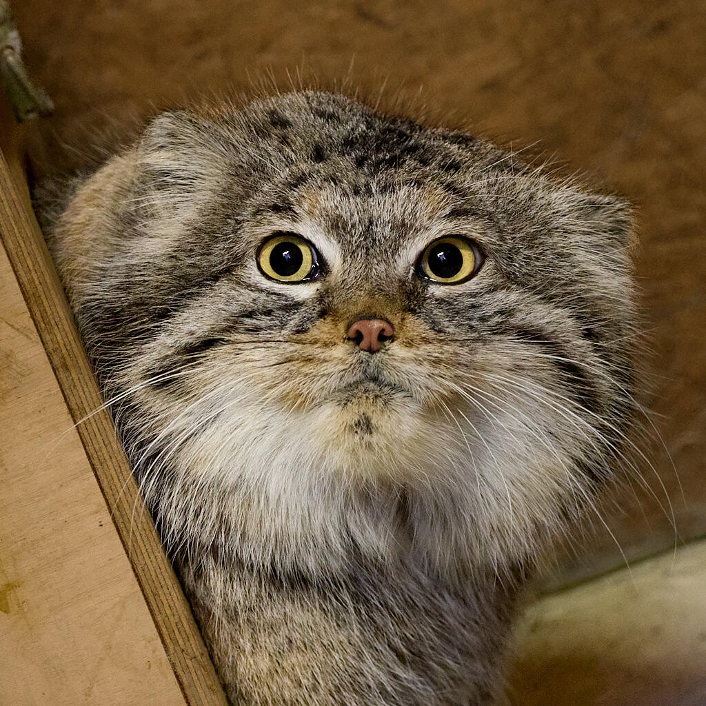 Magellan the Pallas's cat • Manulization - Pallas’s Cats