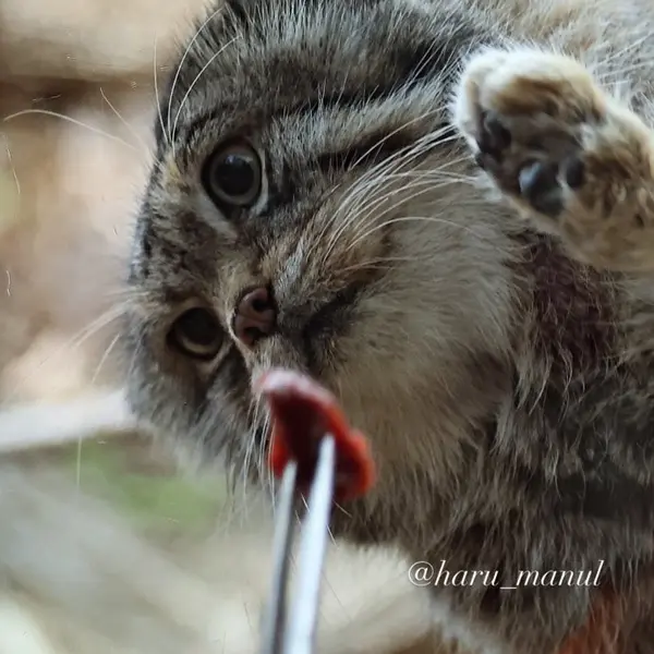 Pallas's cats in Nasu Animal Kingdom, Japan • Manulization