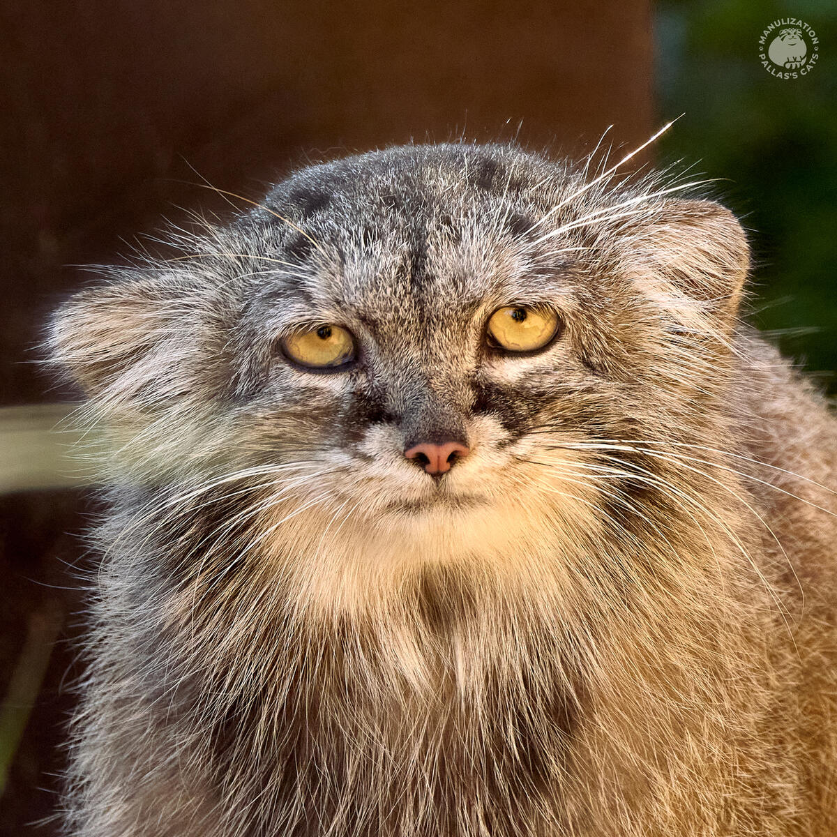 Prinsessa the Pallas's cat • Manulization - Pallas’s Cats