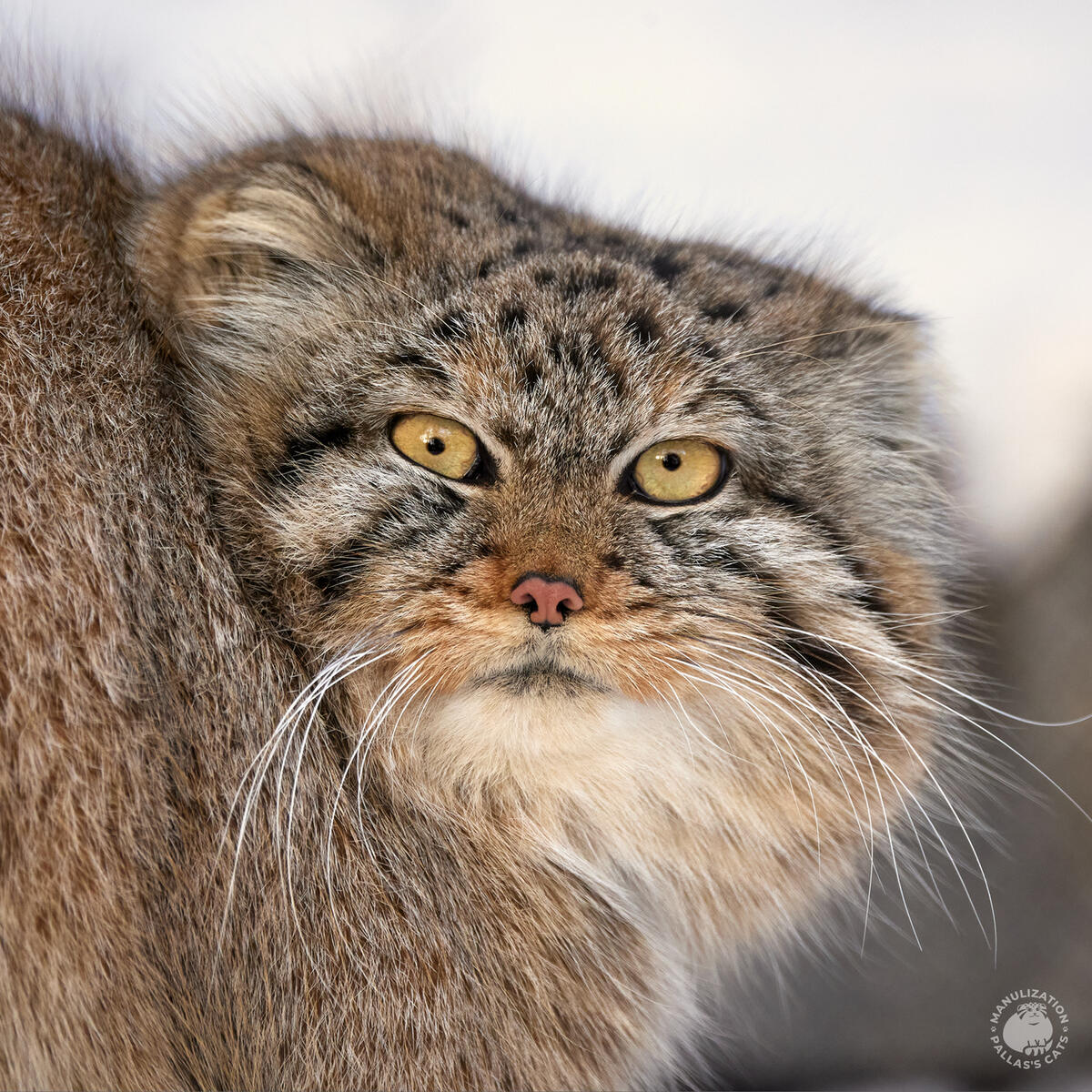 Lolo the Pallas's cat • Manulization