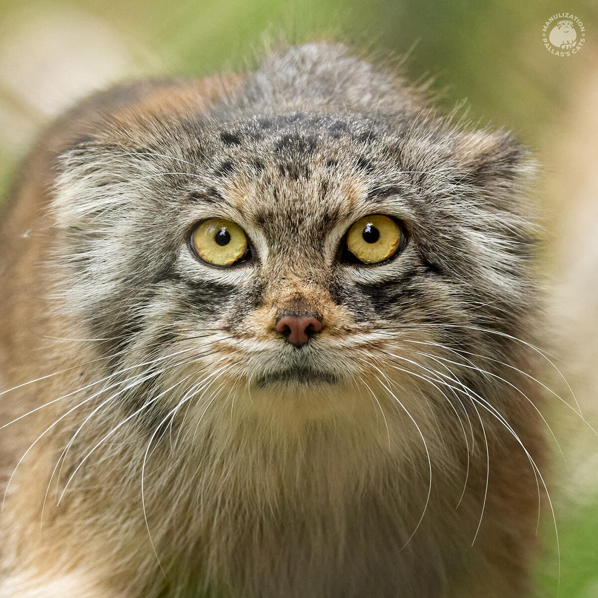 Pluschi the Pallas's cat • Manulization - Pallas’s Cats
