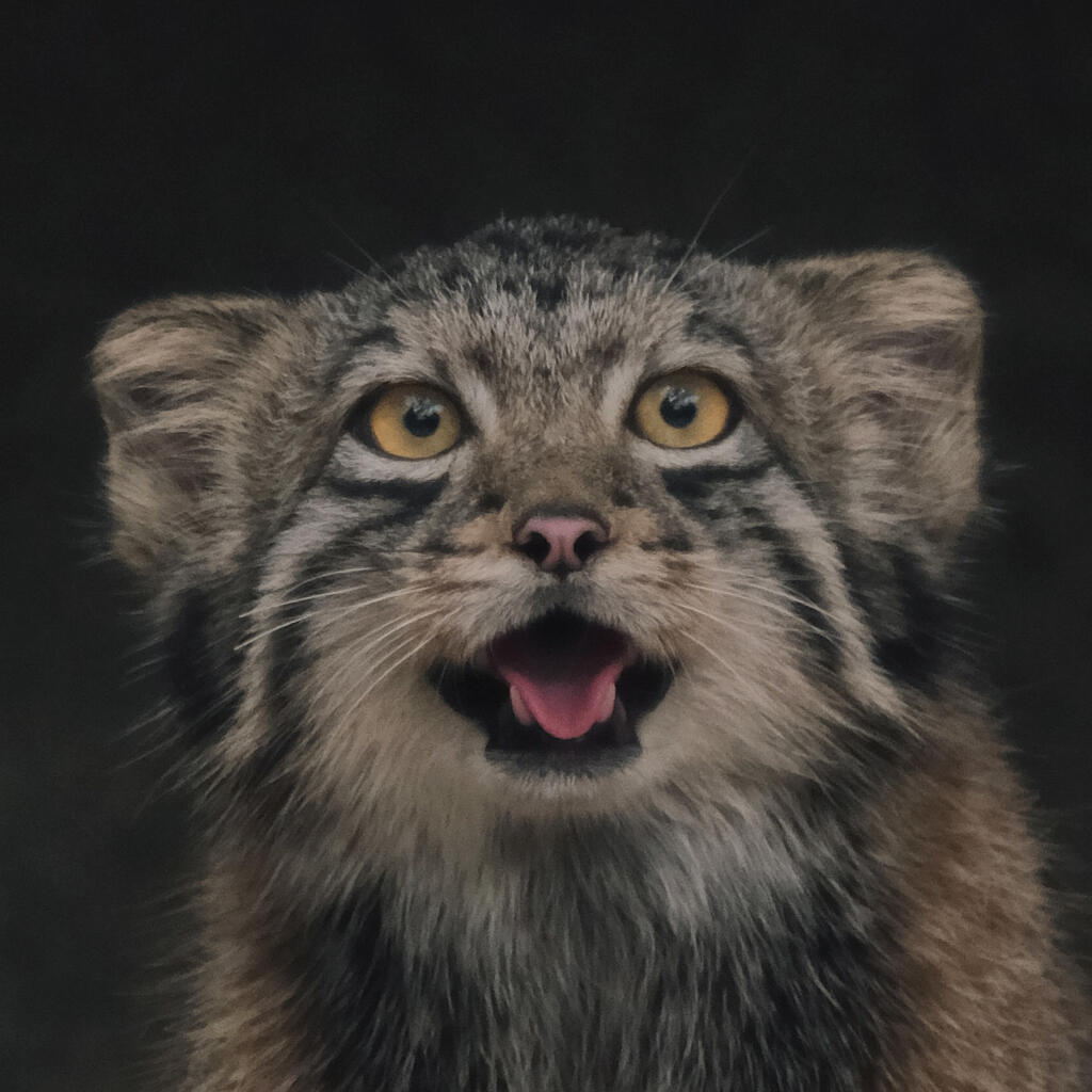 Oto the Pallas's cat • Manulization - Pallas’s Cats