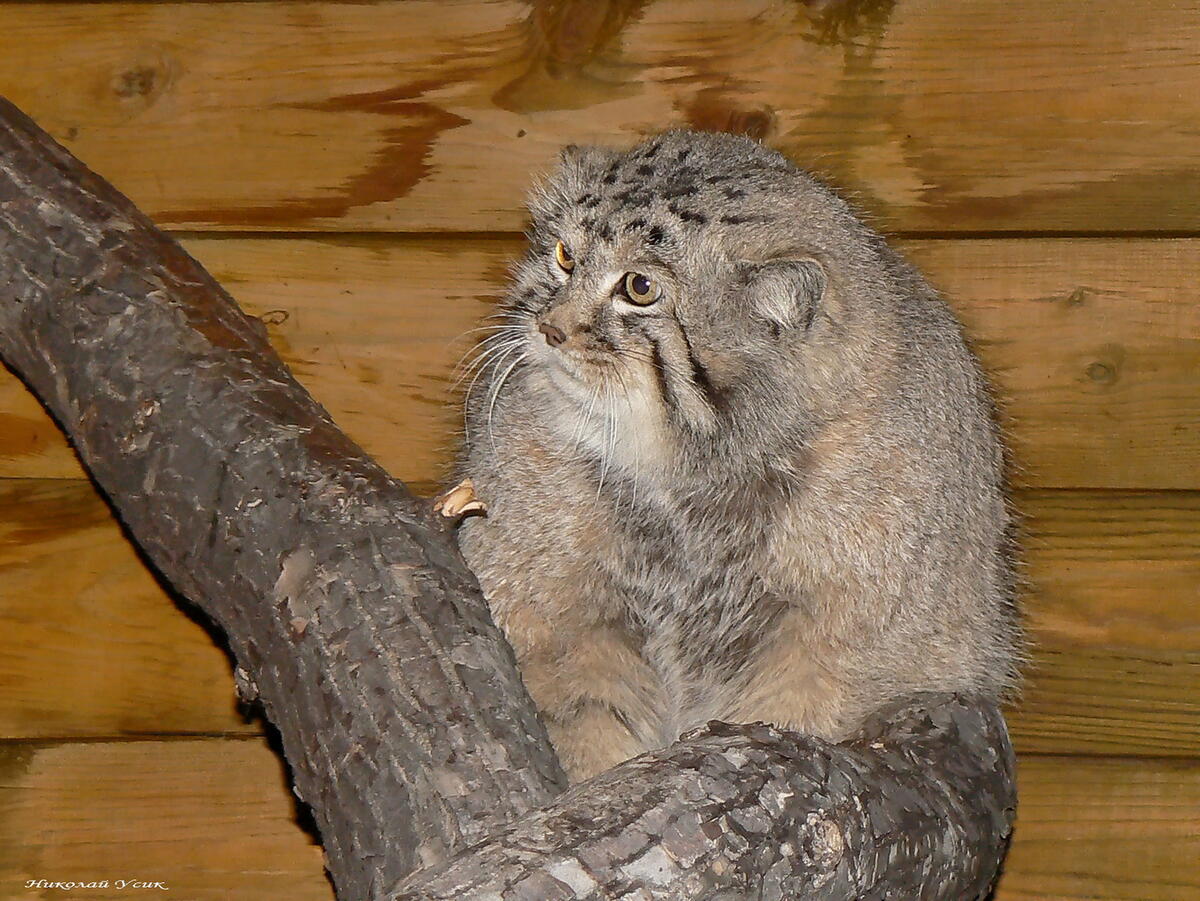 Photos of Cesar the Pallas's cat • Manulization - Pallas’s Cats
