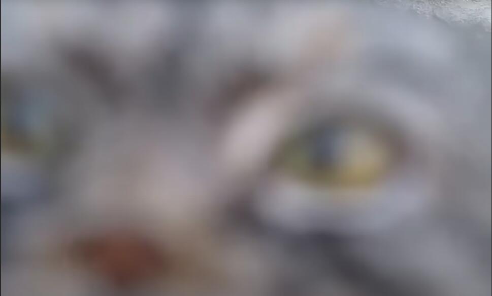 A photograph of Gor-ye in Port Lympne Wild Animal Park • Manulization