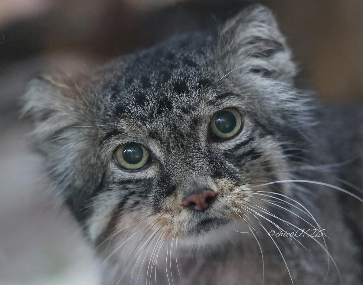 A photograph of Draw in Ueno Zoological Gardens • Manulization