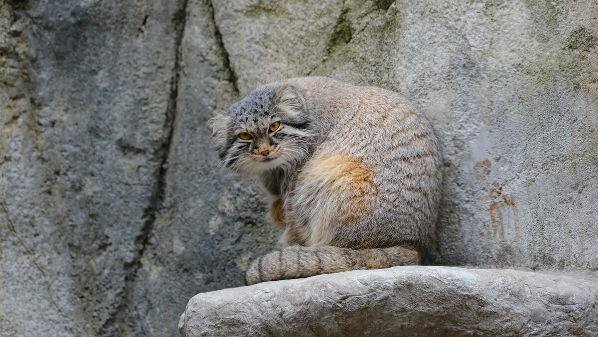 Odlha the Pallas's cat • Manulization