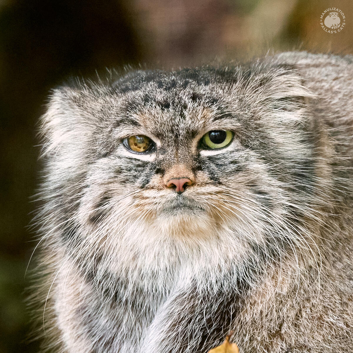 Loesje the Pallas's cat • Manulization - Pallas’s Cats